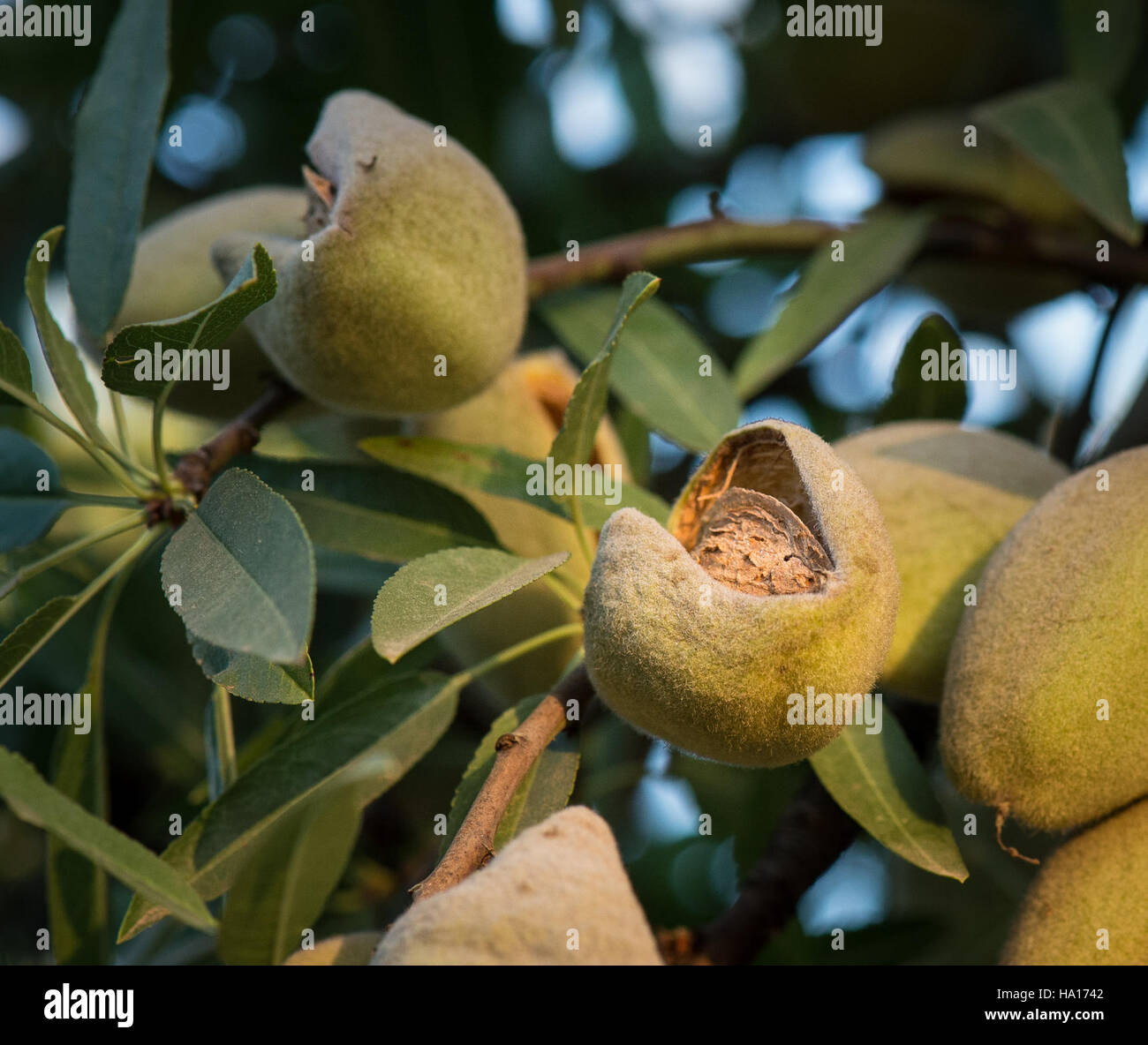 A conservation plan by the NRCS to implement cover crops and micro ...