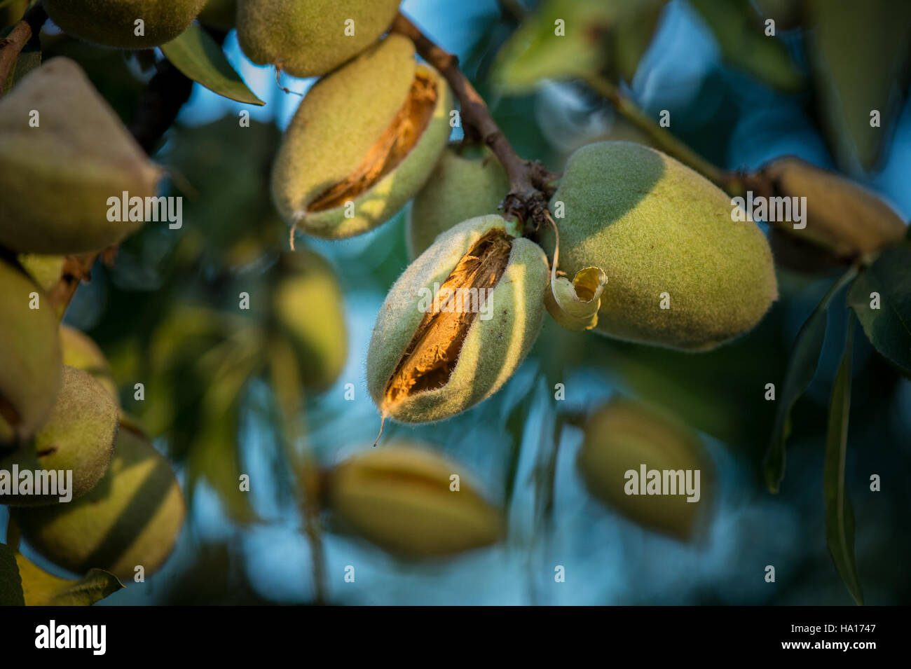 This image illustrates a conservation plan using cover crops and micro ...
