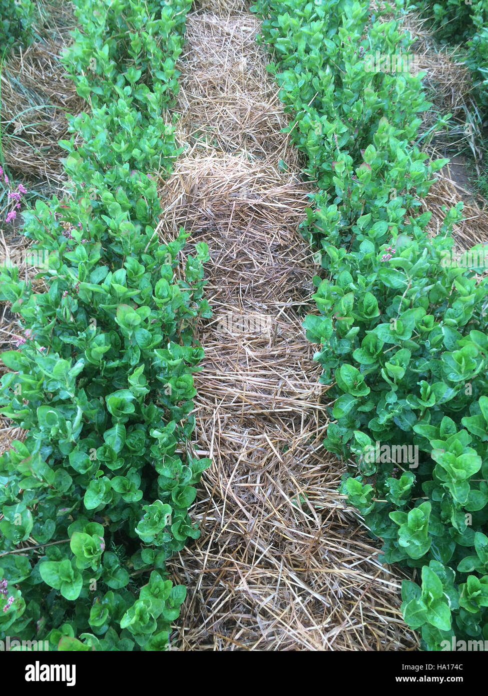 Indigo plants, historically significant for their dye production, are ...