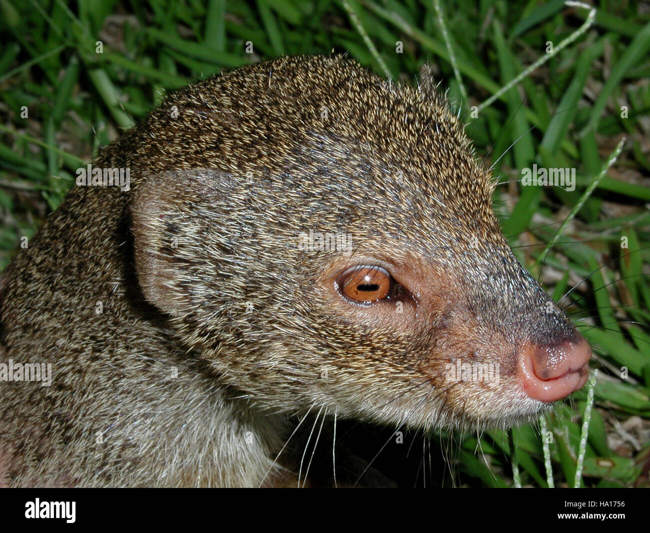 The U.S. Department of Agriculture (USDA) focuses on invasive species ...