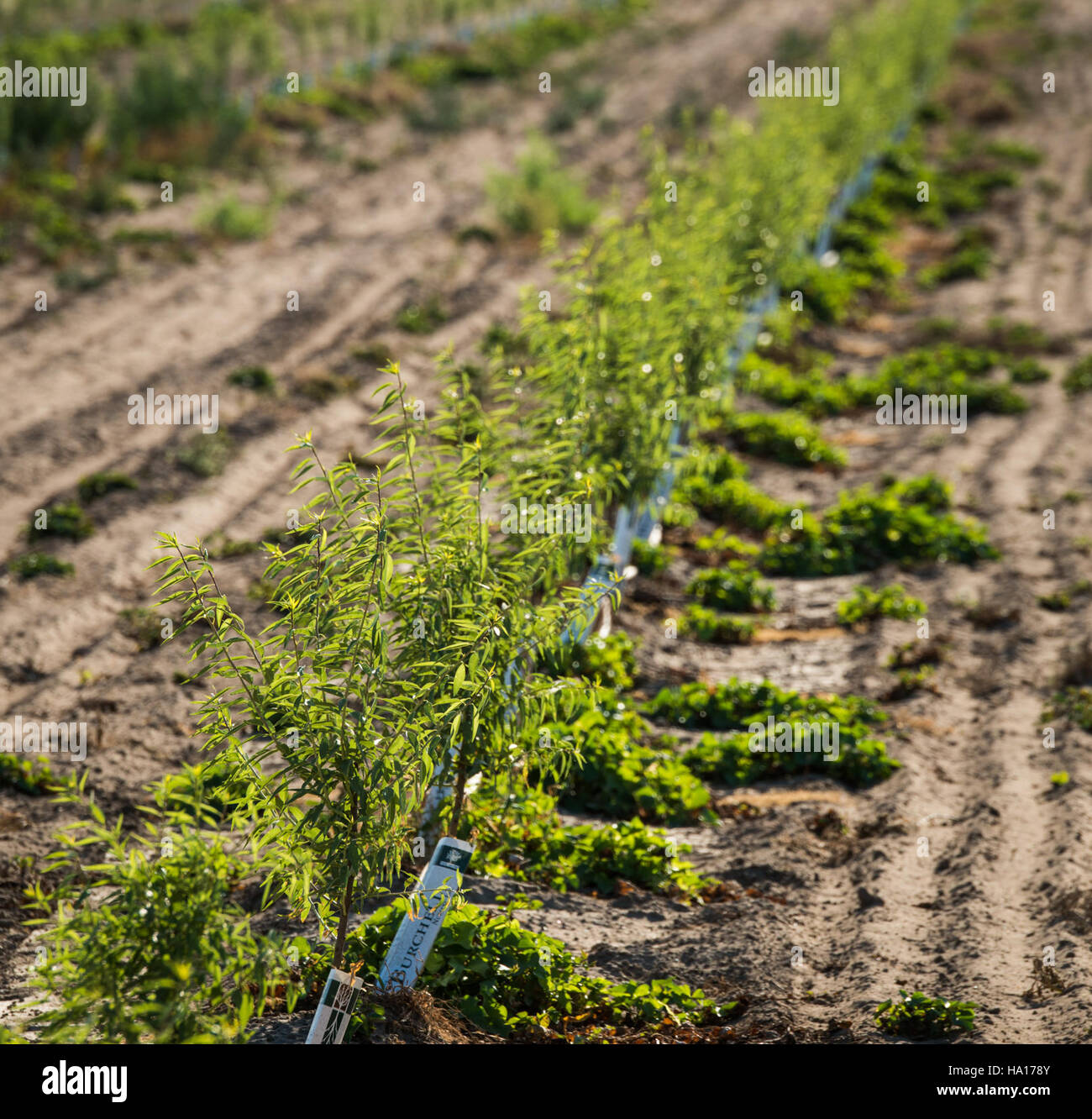 A conservation plan developed by the USDA's NRCS in Livingston focuses ...