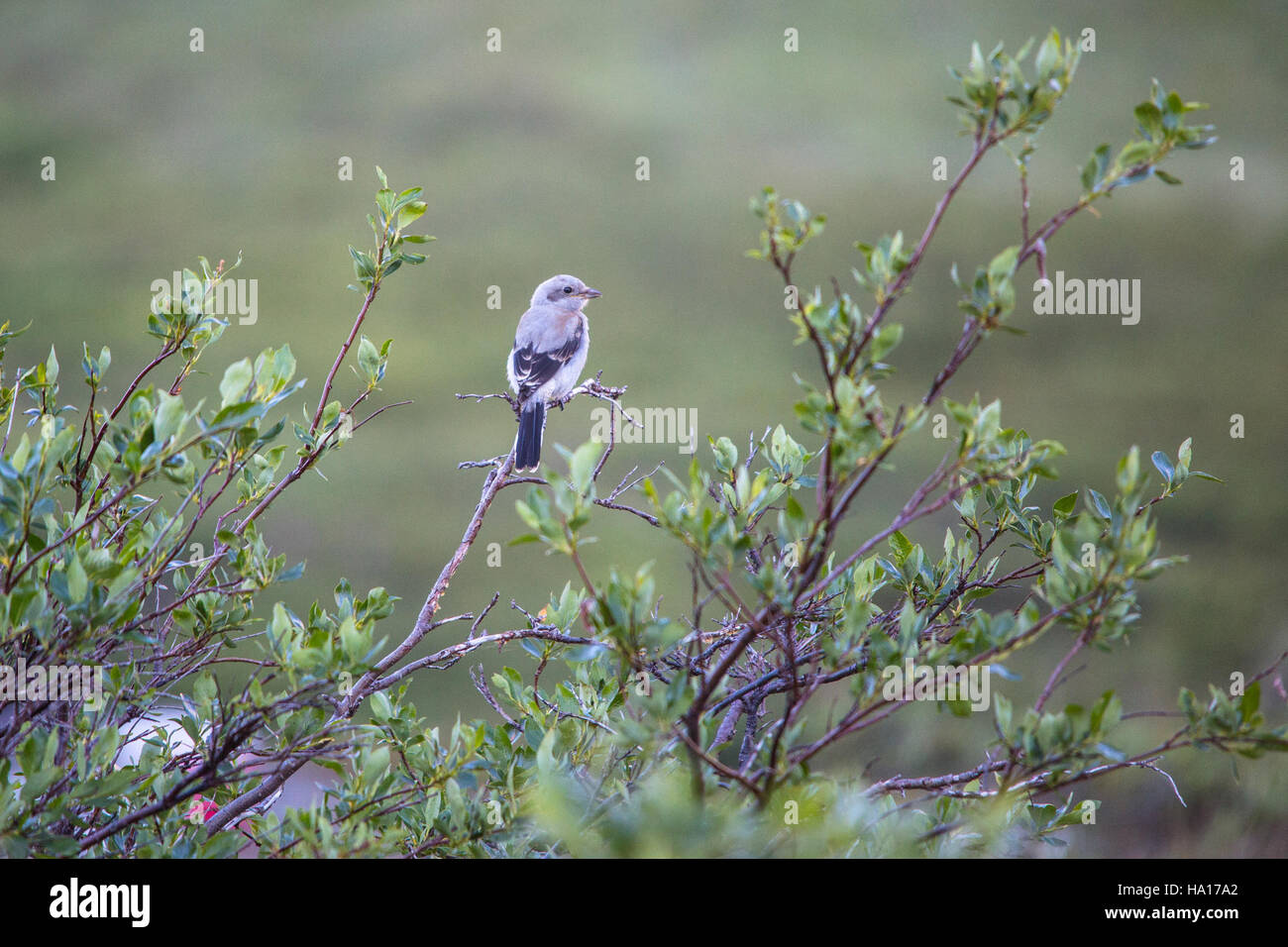 A juvenile Northern Shrike, a predatory bird, is observed in Wrangell ...