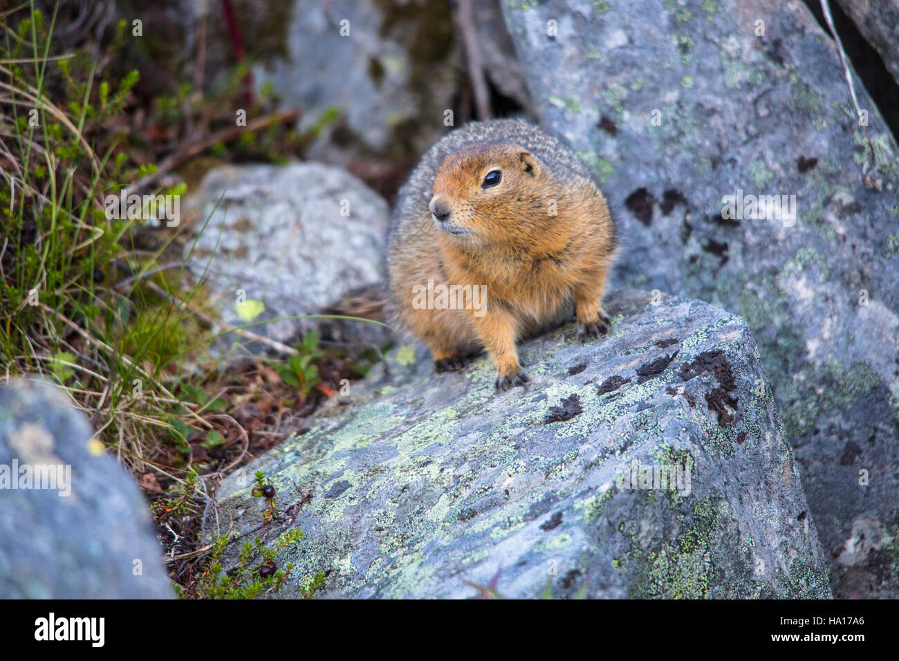 The Arctic Ground Squirrel (Spermophilus parryii) is a small mammal ...
