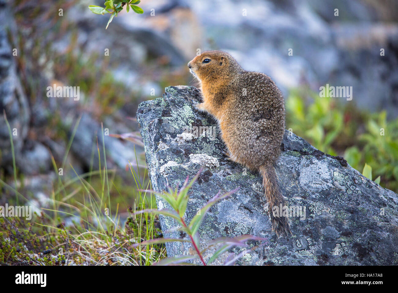 The Arctic ground squirrel (Spermophilus parryii) is native to Alaska's ...