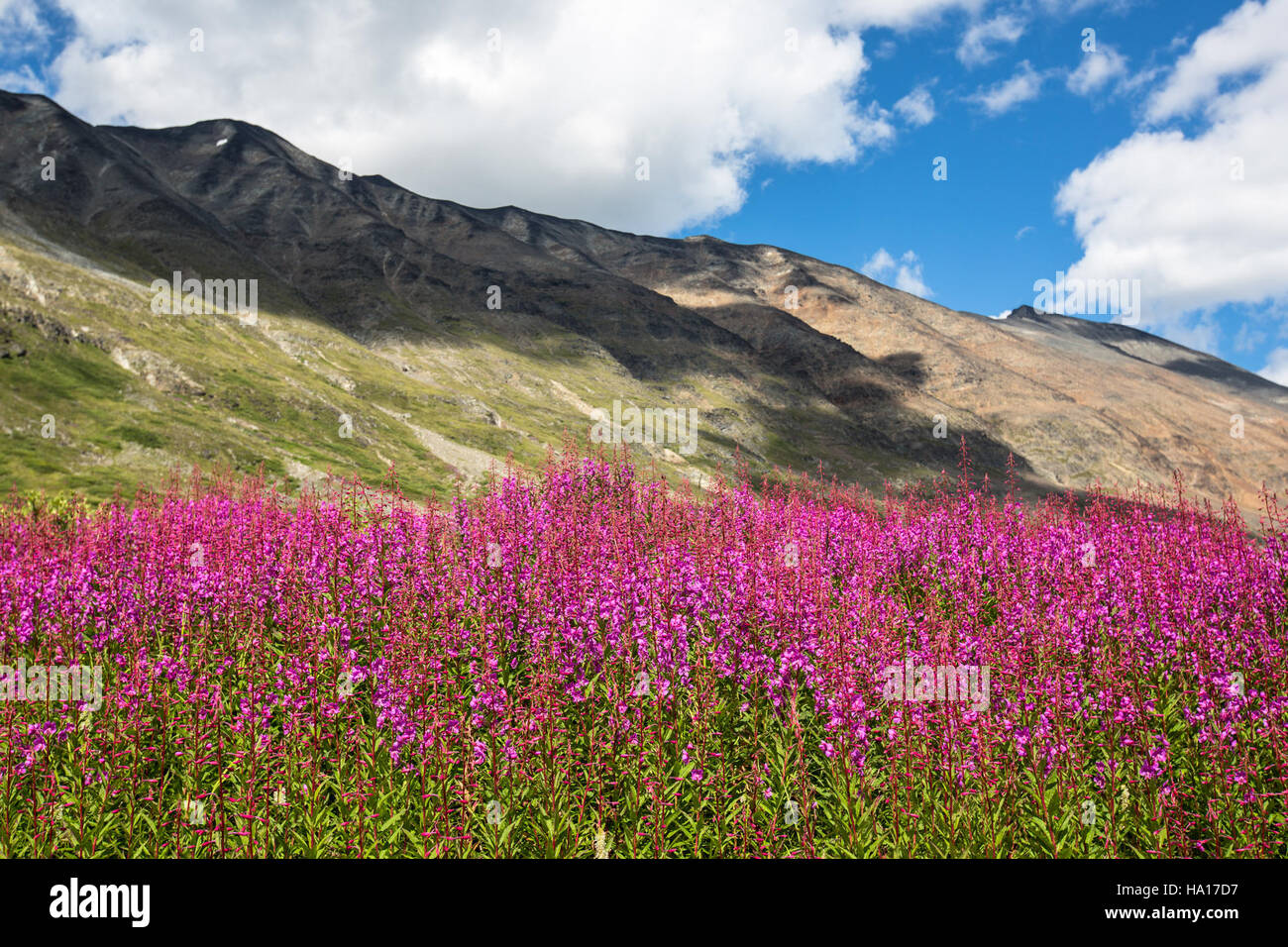 A photo of fireweed blooming in Bremner, Alaska. Fireweed is a ...