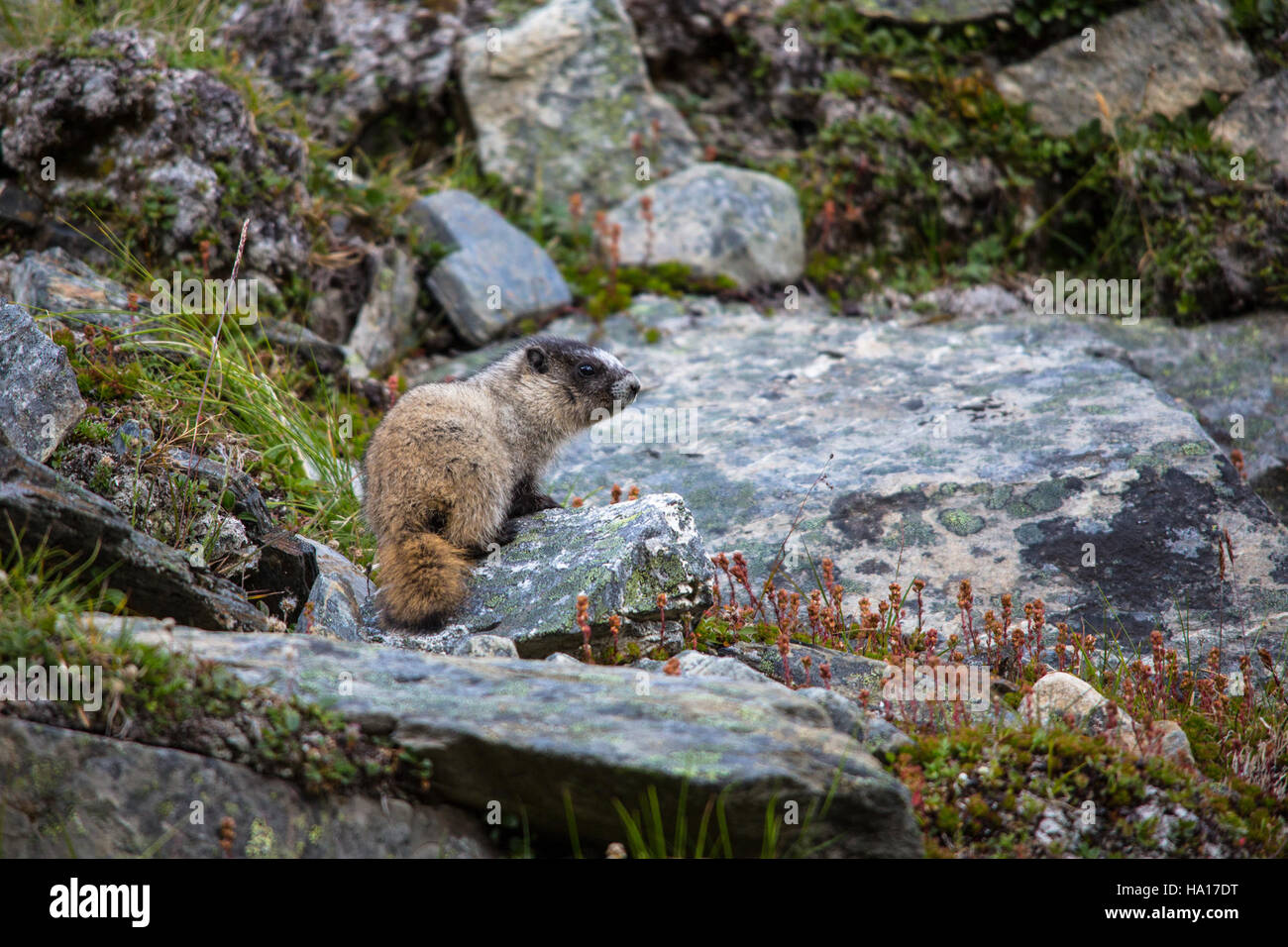 A juvenile Hoary Marmot is seen in its natural habitat, demonstrating ...