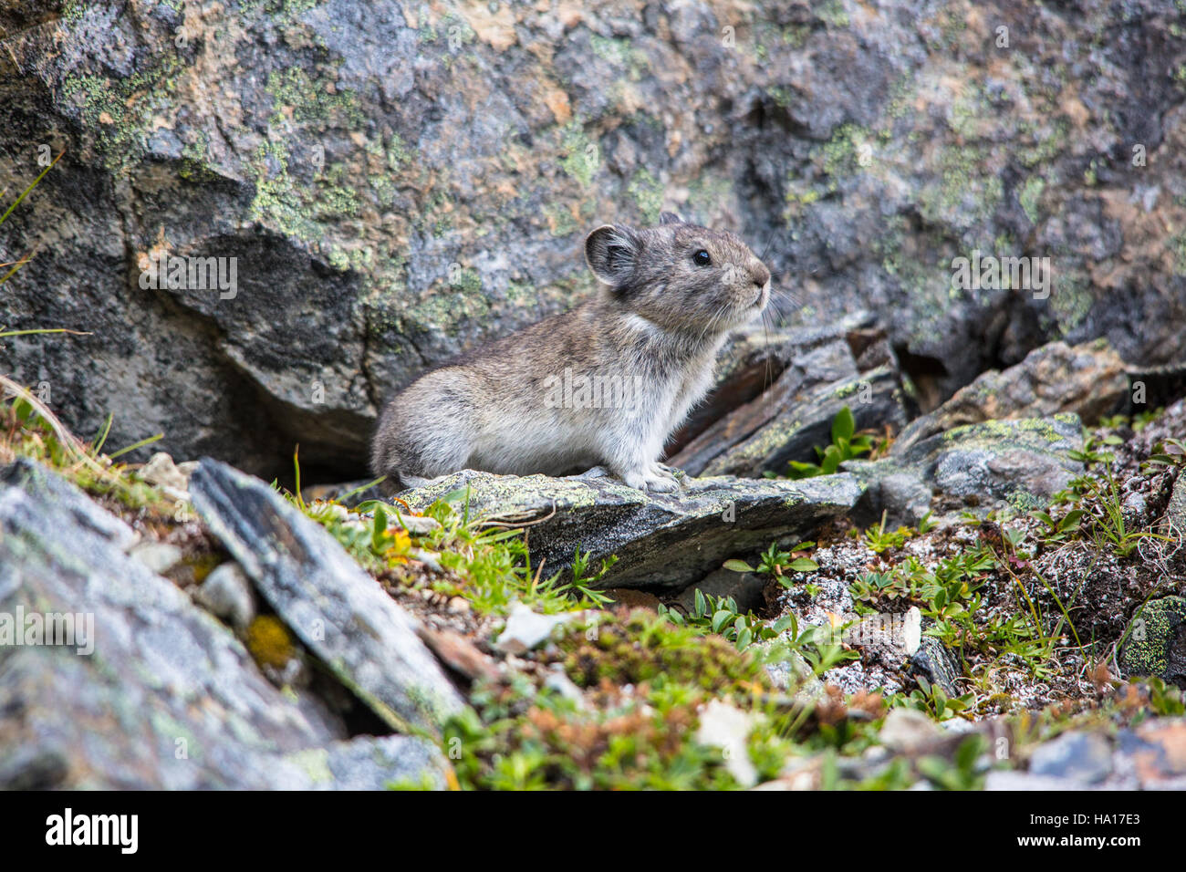 The collared pika, a small mammal native to Alaska, thrives in rocky ...