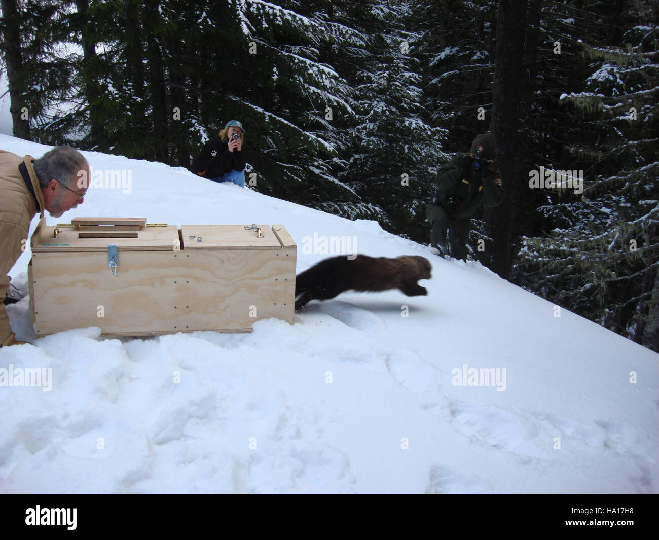 A fisher, a carnivorous mammal native to North America, is released ...
