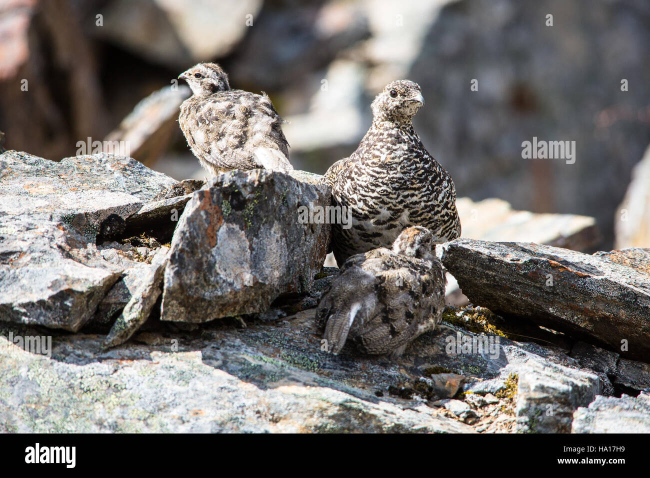 The Rock Ptarmigan, a bird species native to Alaska, was photographed ...