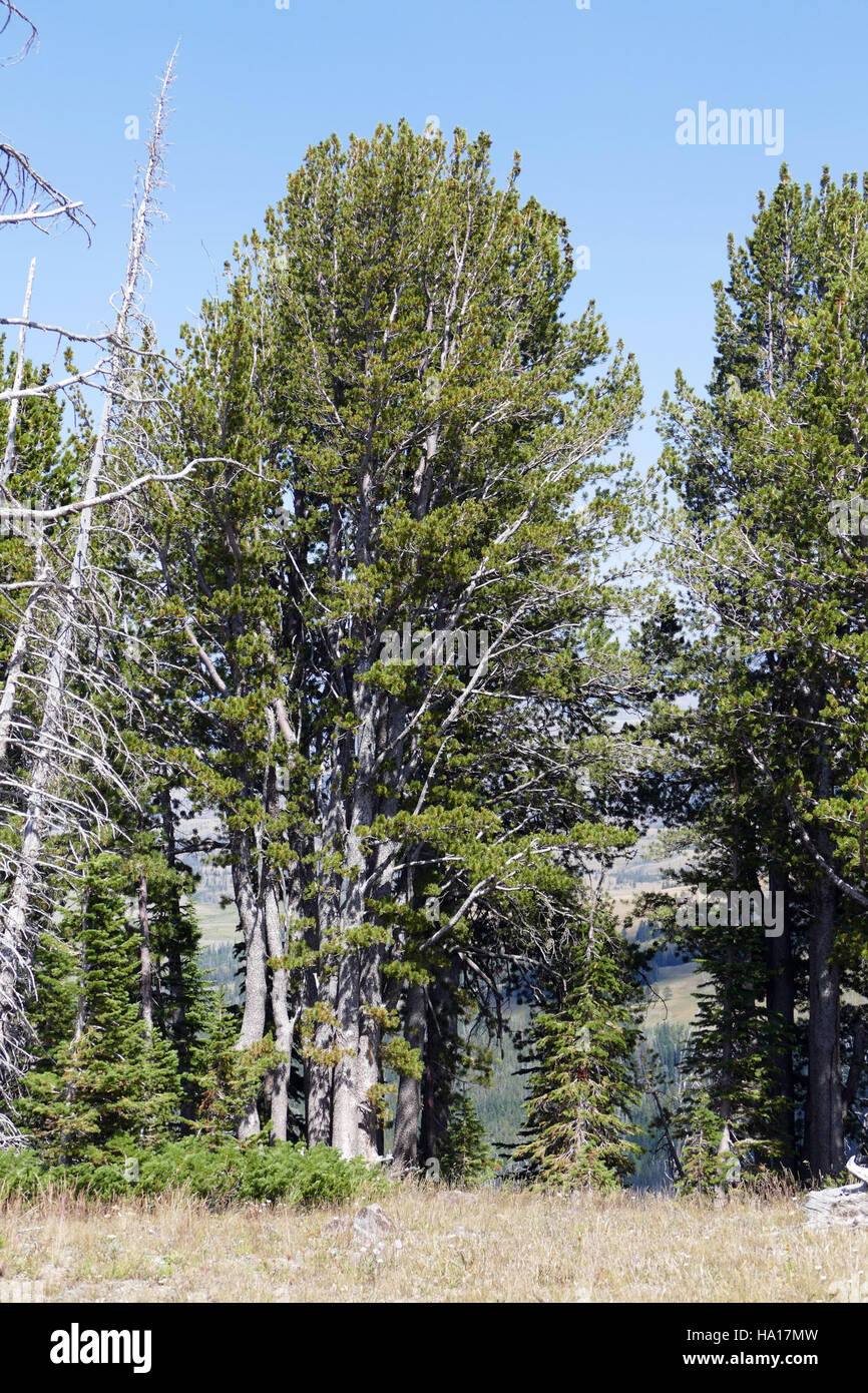 Whitebark pine yellowstone hi-res stock photography and images - Alamy