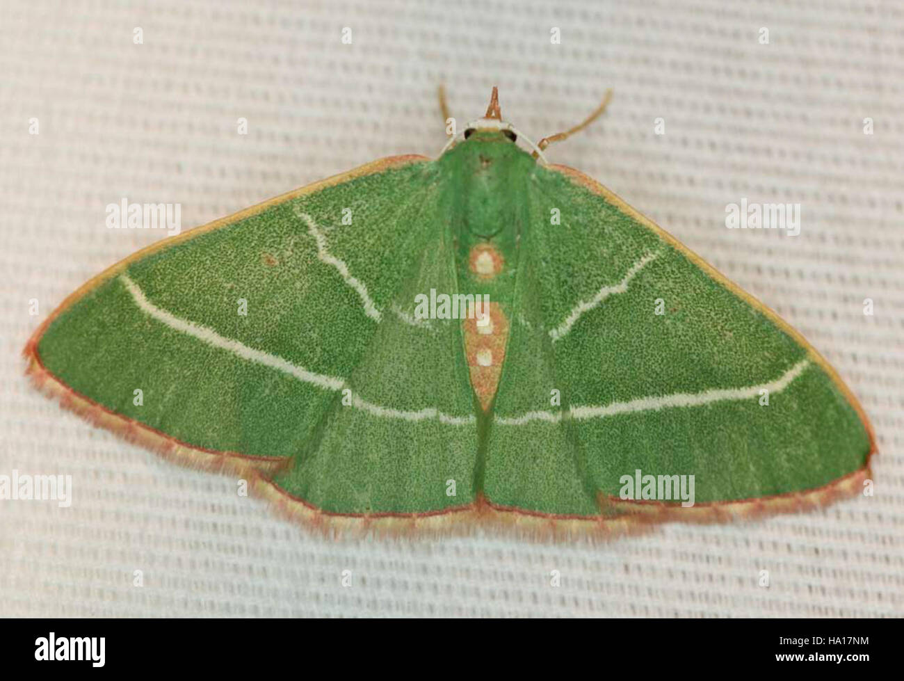 Grand Moth High Resolution Stock Photography and Images - Alamy