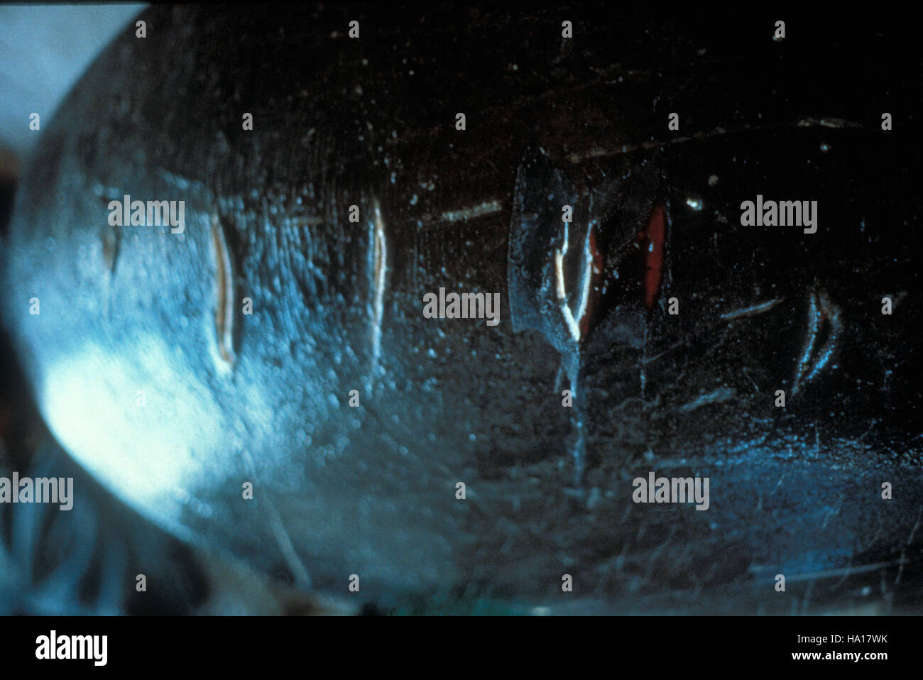 A manatee is shown with a propeller wound, demonstrating the threats ...