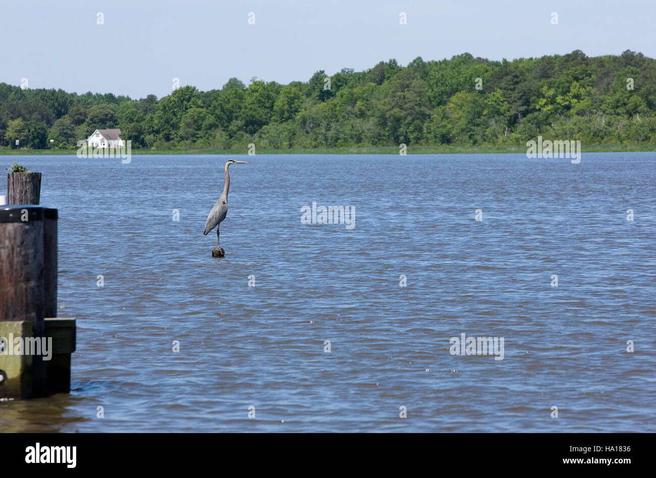 The Choptank River, located in Maryland, is an important waterway for ...