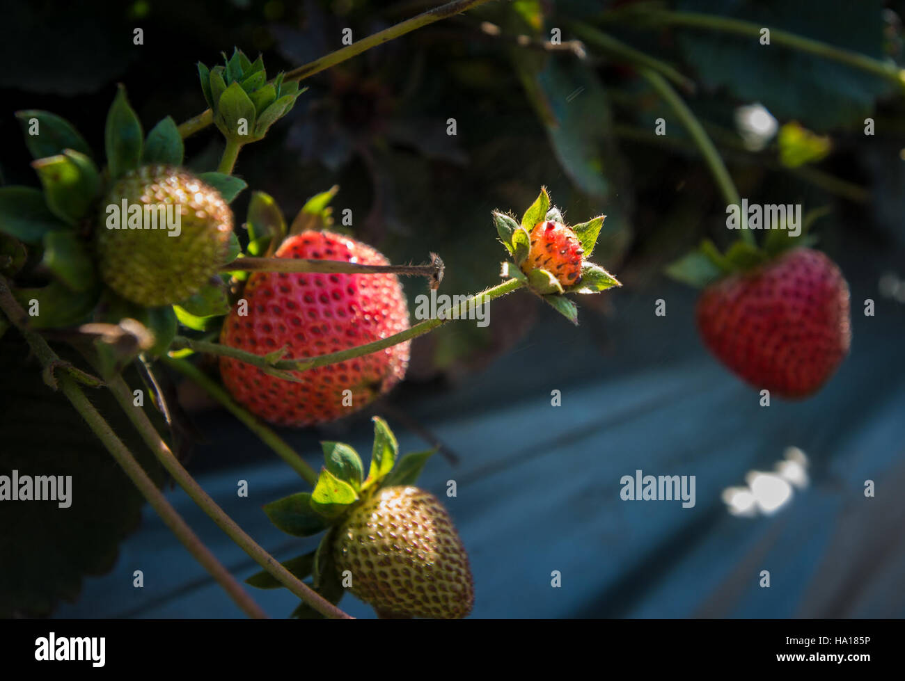 The USDA's Natural Resources Conservation Service (NRCS) held a meeting ...