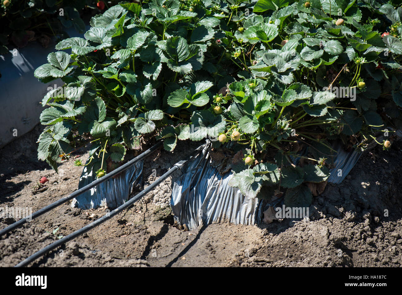 The USDA's Natural Resources Conservation Service (NRCS) continues its ...