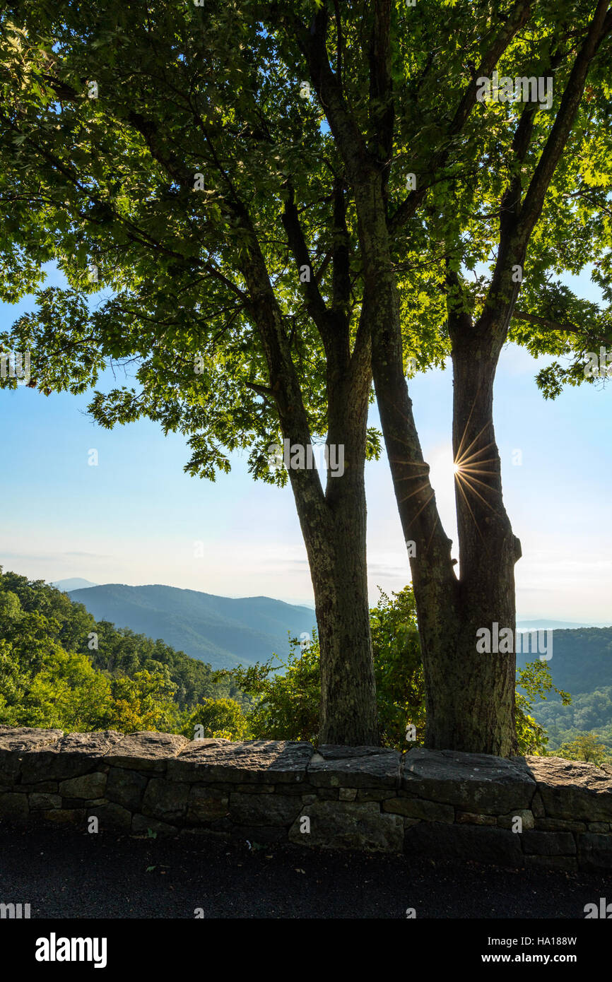A captivating photograph captures the sunburst through the trees ...