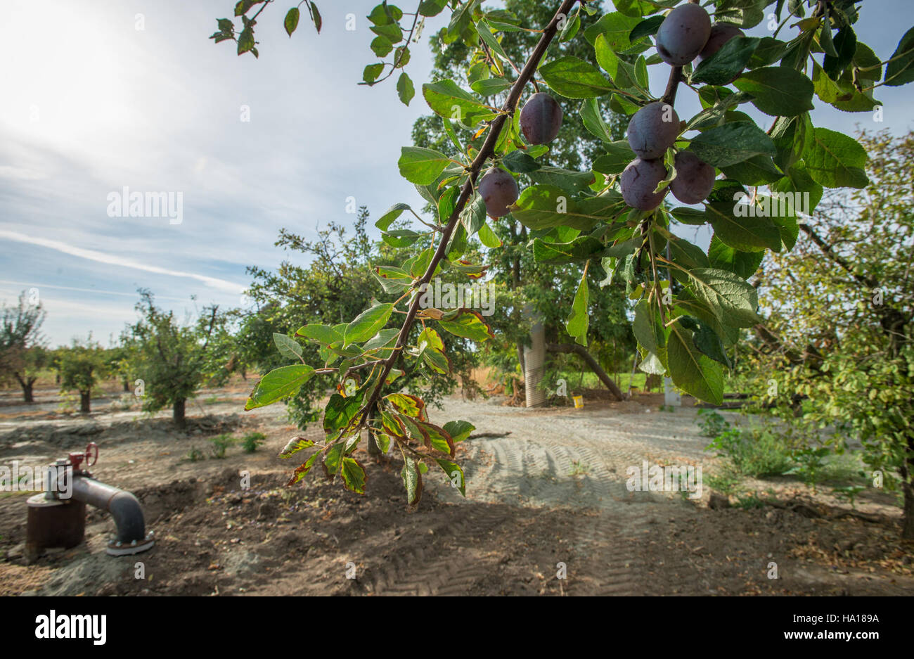 The Gilsizer Slough Project, managed by the USDA NRCS in Yuba City, CA ...