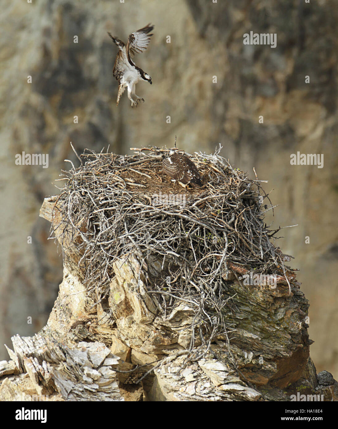 An adult osprey landing at Yellowstone National Park, highlighting the ...