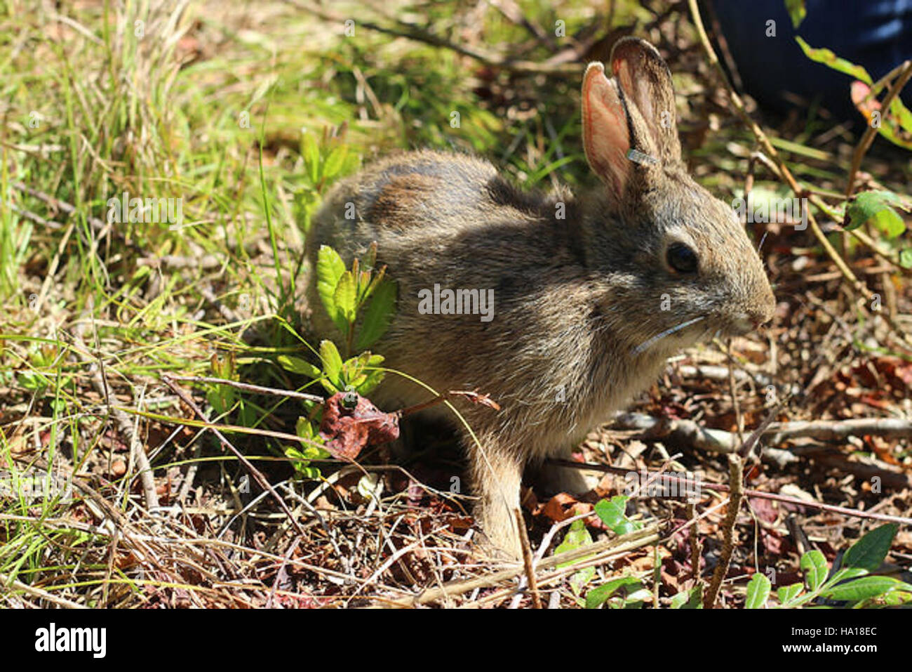 The New England Cottontail, an endangered species, is highlighted in ...