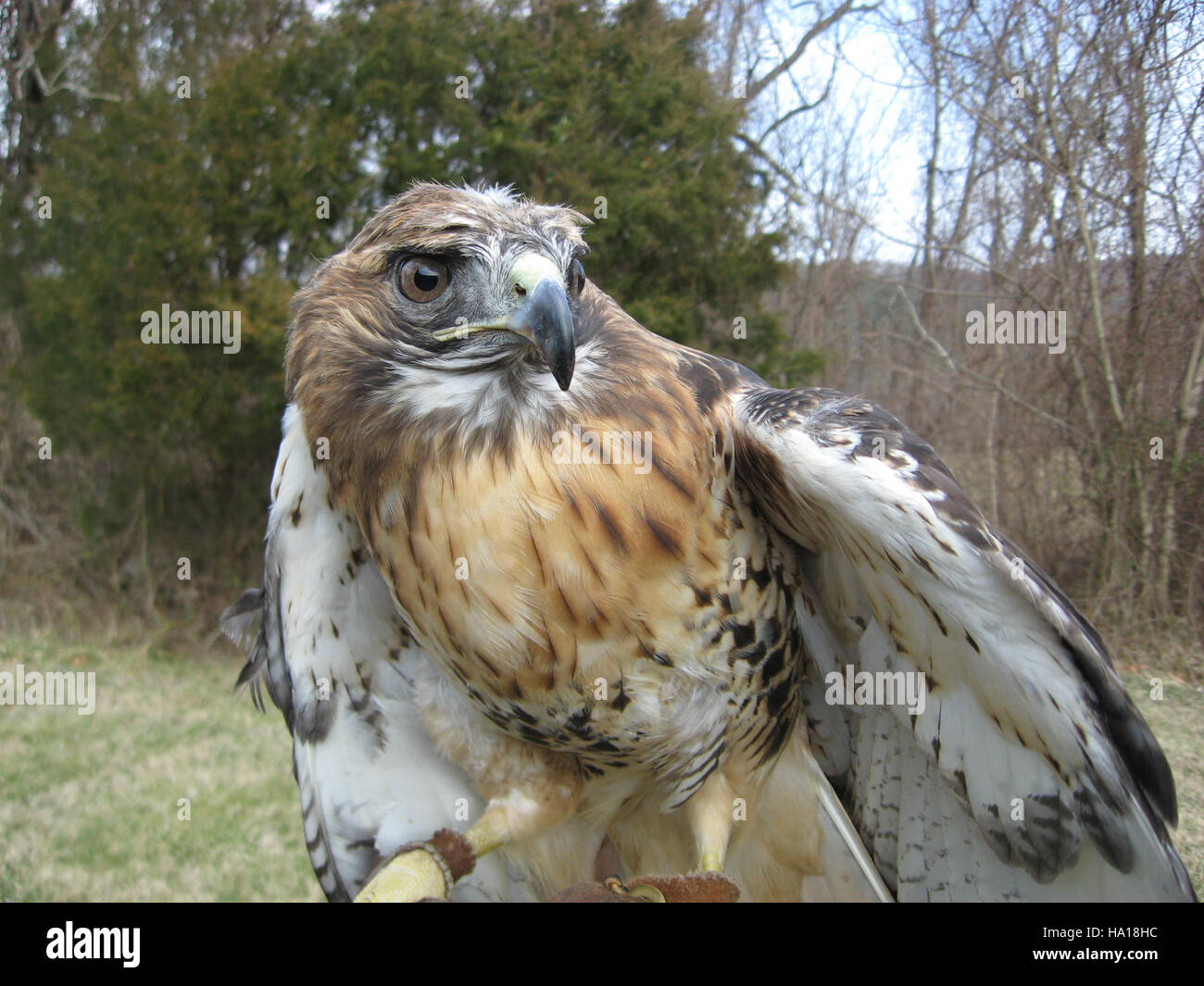 Large birds of north america hi-res stock photography and images - Alamy