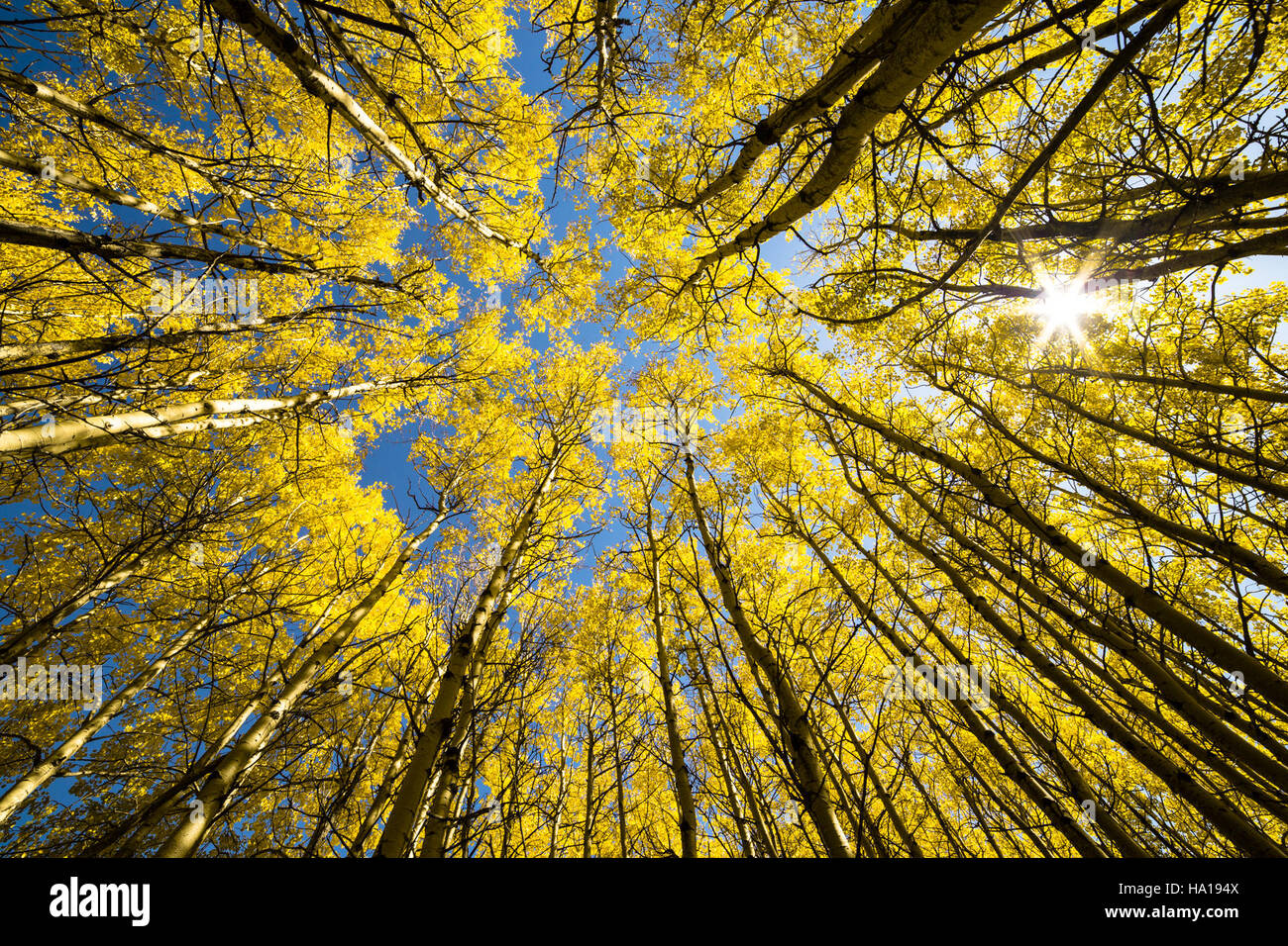 Aspen Grove Sunburst, located within Glacier National Park, is a scenic ...