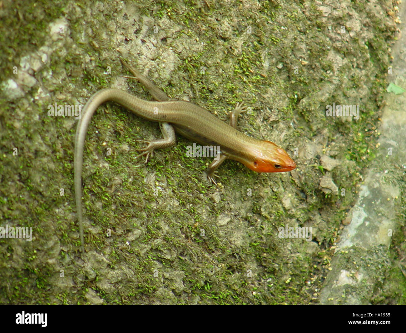This image captures Congaree National Park, known for its diverse ...