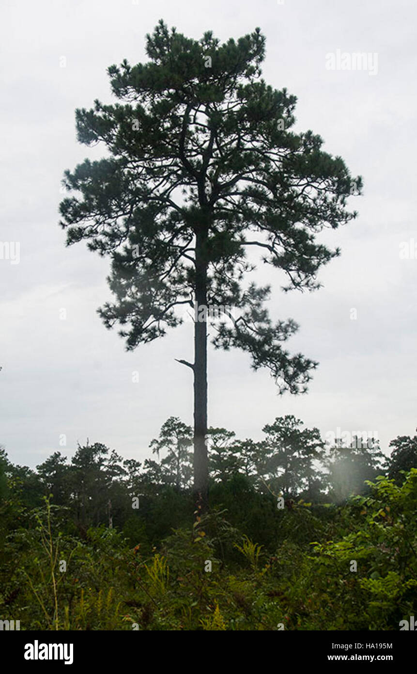 A longleaf pine tree, a key species in the southeastern U.S. ecosystem ...