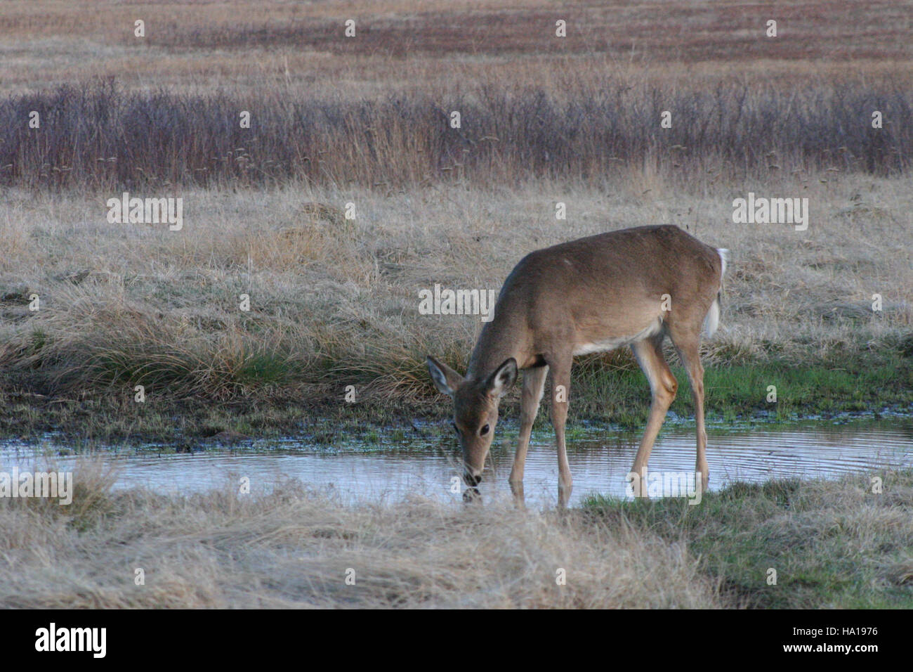 snpphotos 6818998368 White-tailed Deer Stock Photo - Alamy