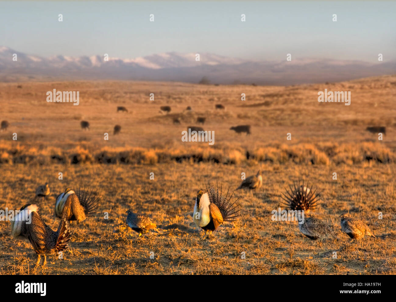 Boars Tusk High Resolution Stock Photography and Images - Alamy