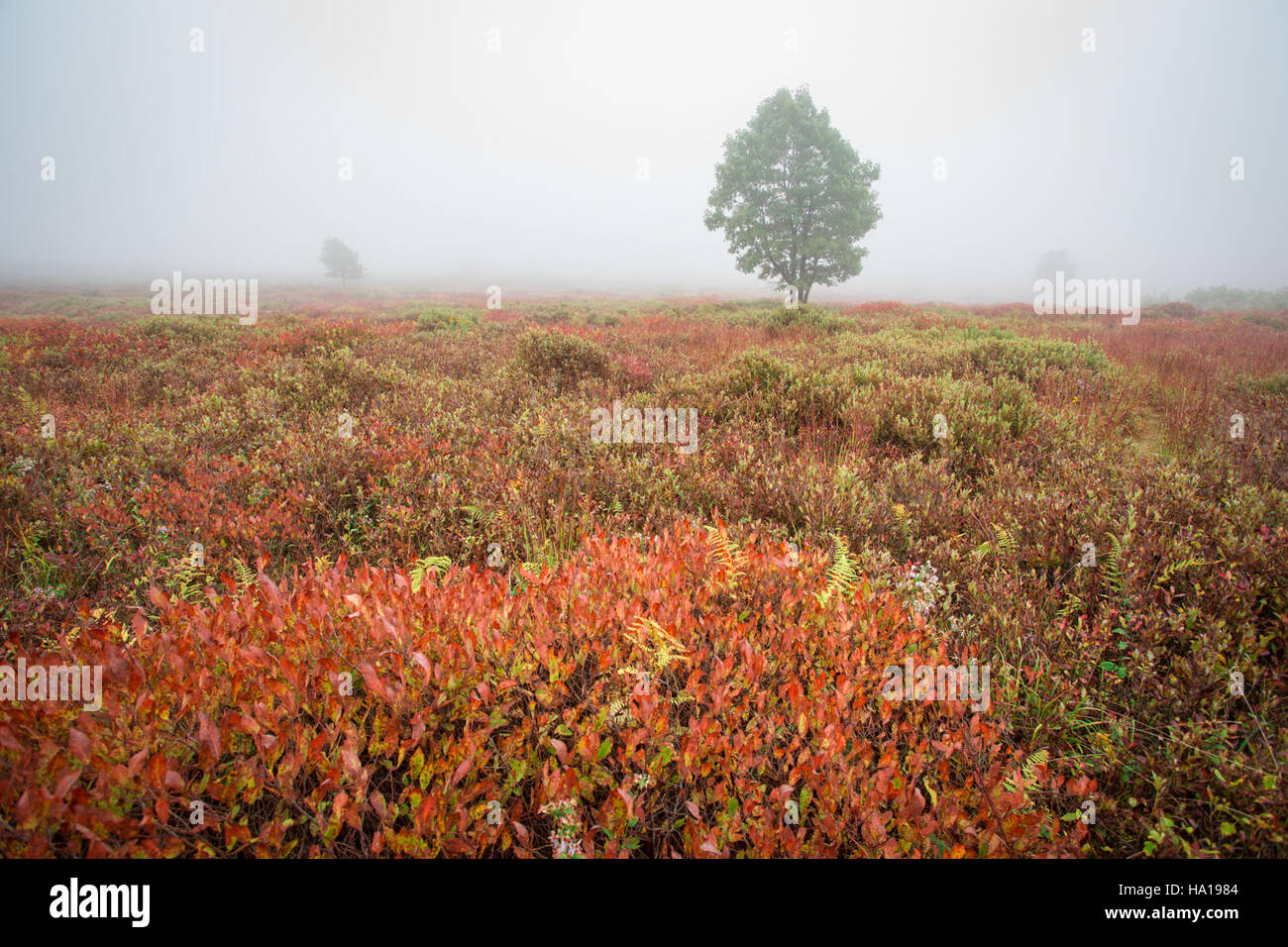 Big Meadows in Fall, captured in September, showcasing the natural ...