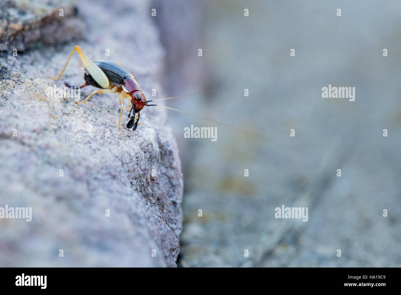 Trigonidiinae hi-res stock photography and images - Alamy