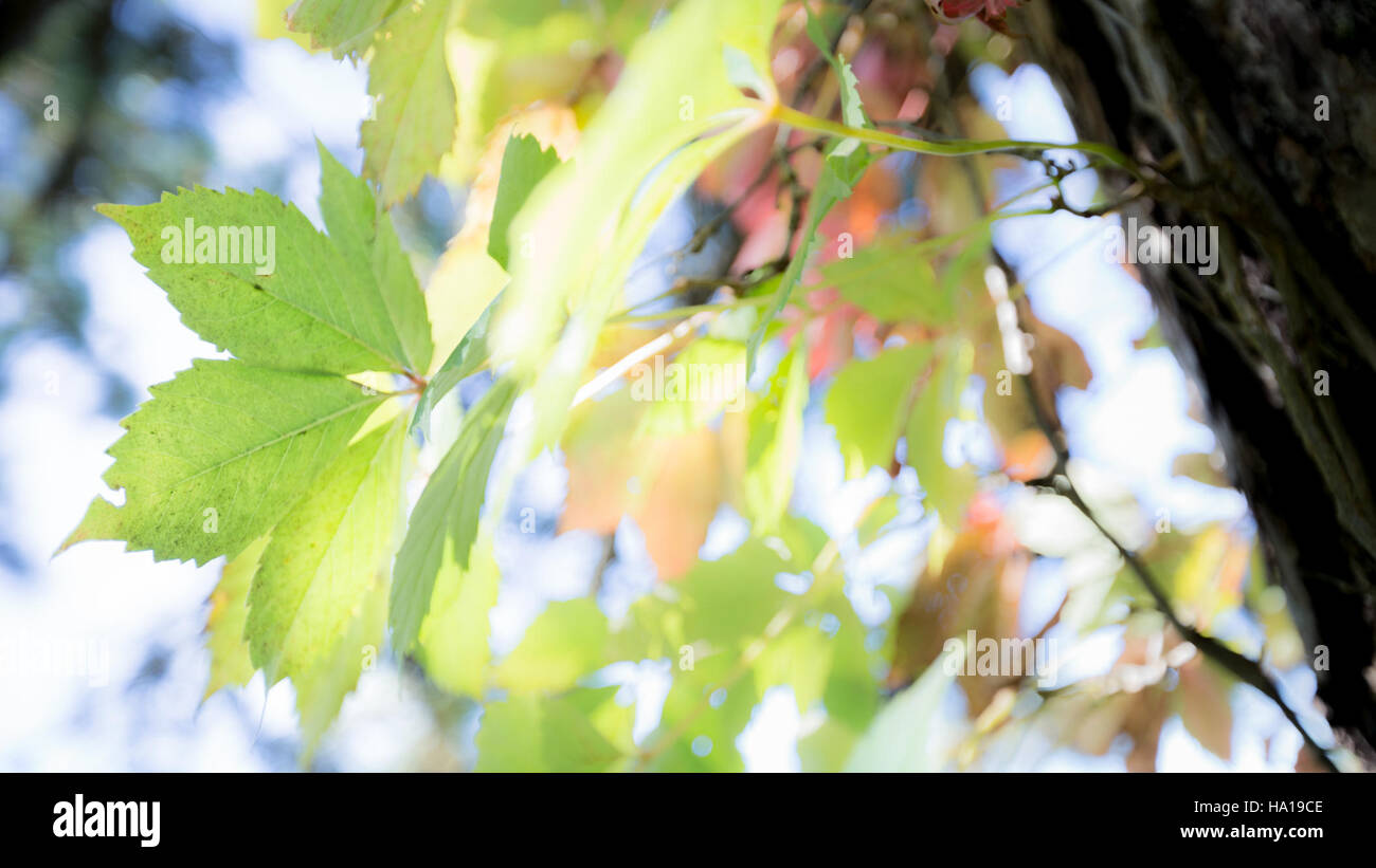 Vines contribute hi-res stock photography and images - Alamy