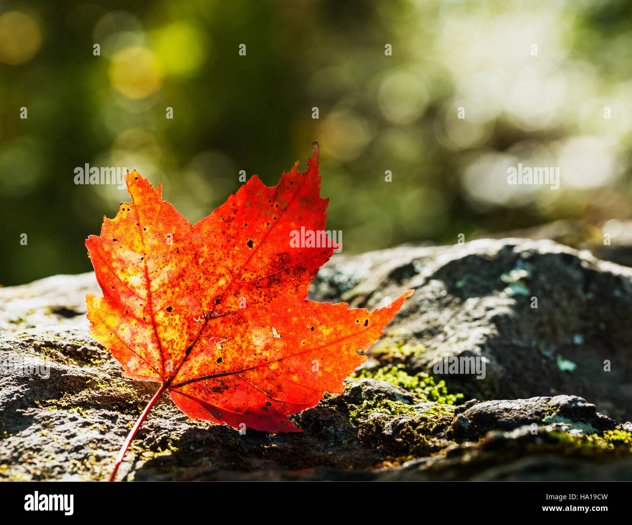 This image depicts Fallen Leaf Lake, a scenic location in the United ...