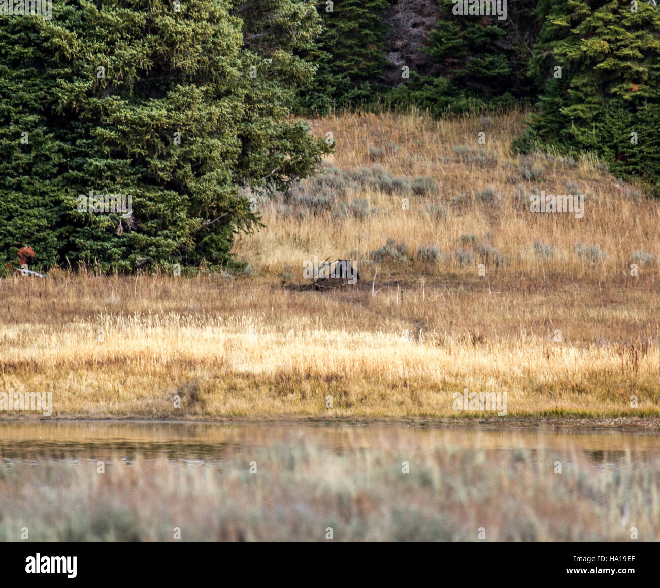 A Grizzly bear scavenges an elk carcass in Yellowstone National Park ...