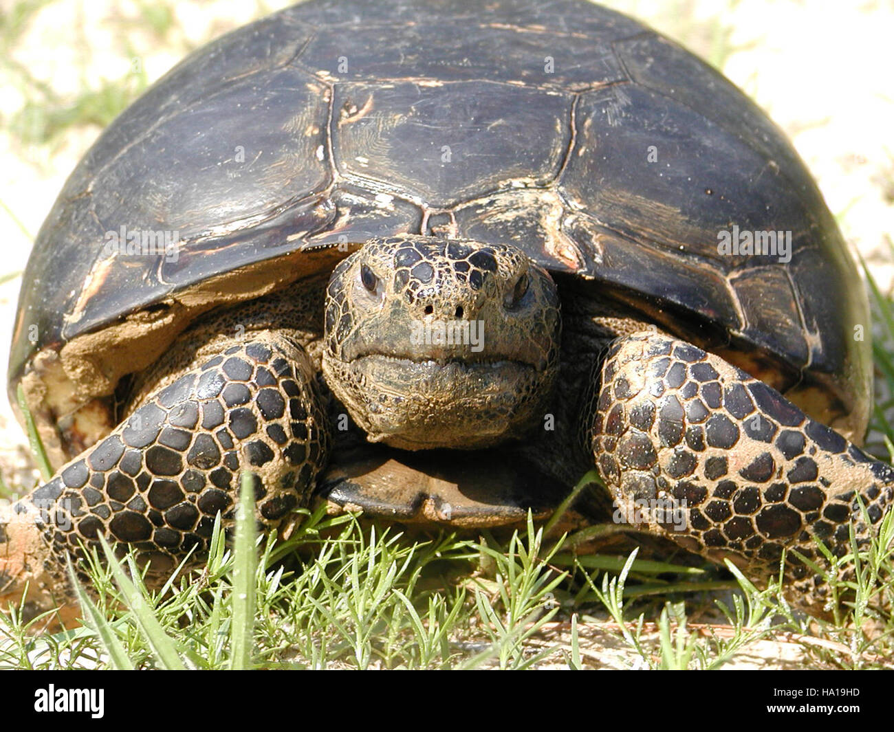 usdagov 21407608832 A gopher tortoise in the Coastal Headwaters Forest ...