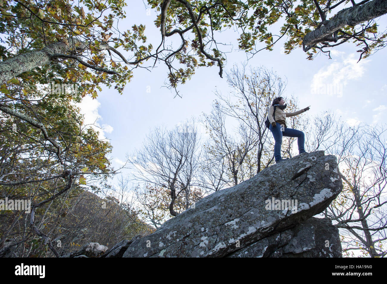 Bear Fence, a natural barrier in wildlife management, highlights ...