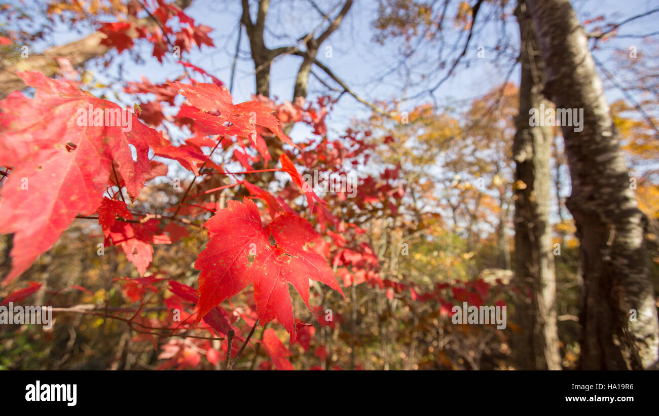 A Red Maple tree is featured in the National Park Service's efforts to ...