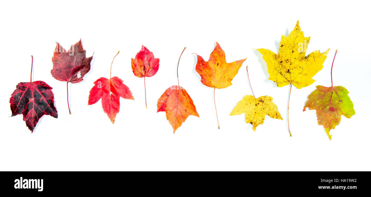 The Red Maple, a native tree species, showcases natural variation in ...