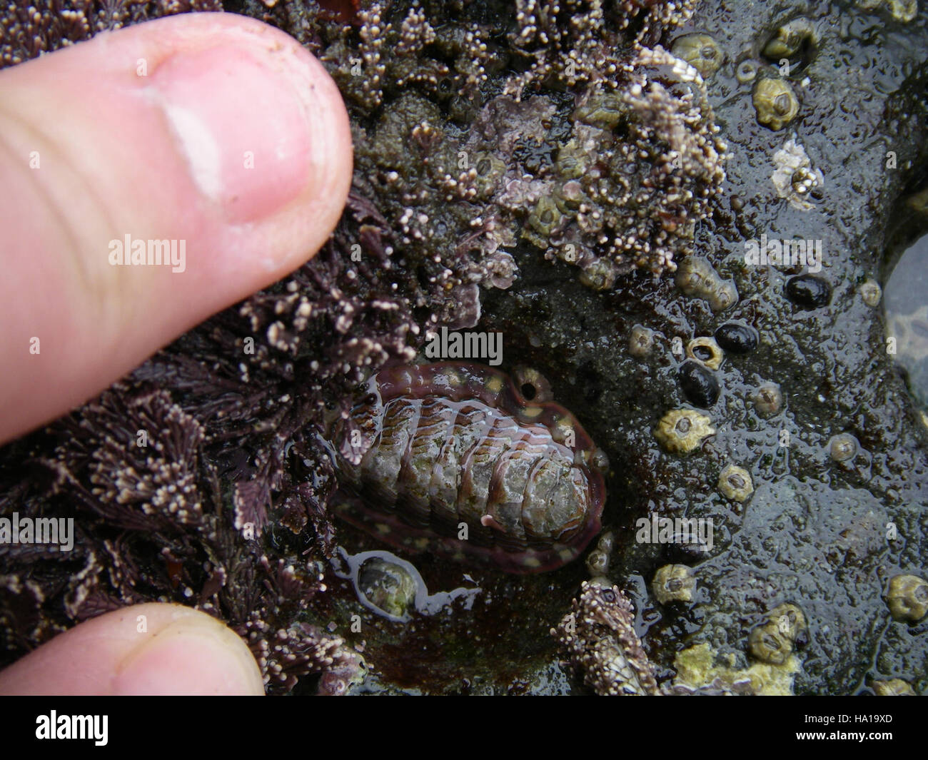 Chiton hi-res stock photography and images - Alamy