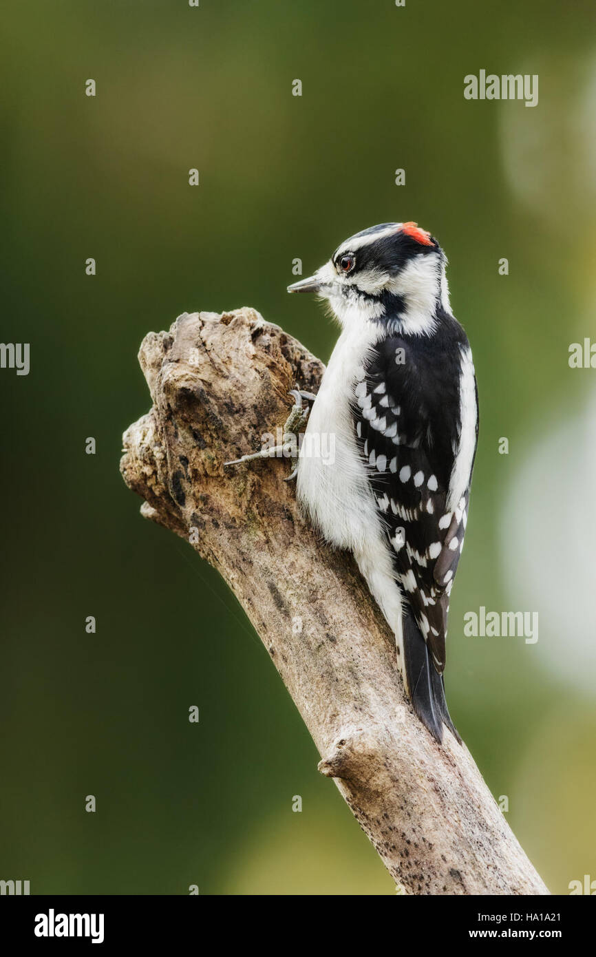 The image captured of an animal caught in the act of foraging ...