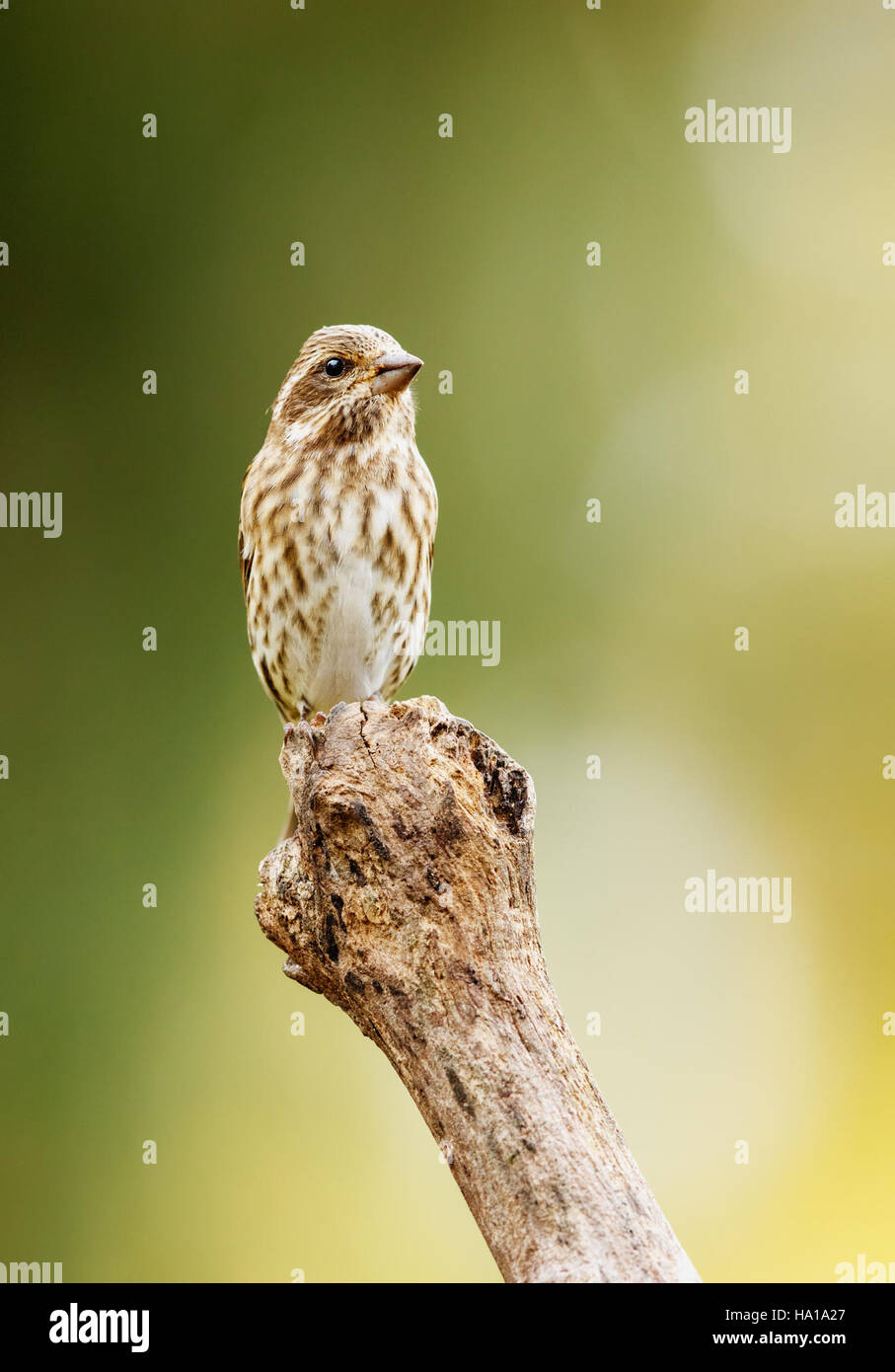 A female purple finch, a small songbird native to North America, is ...
