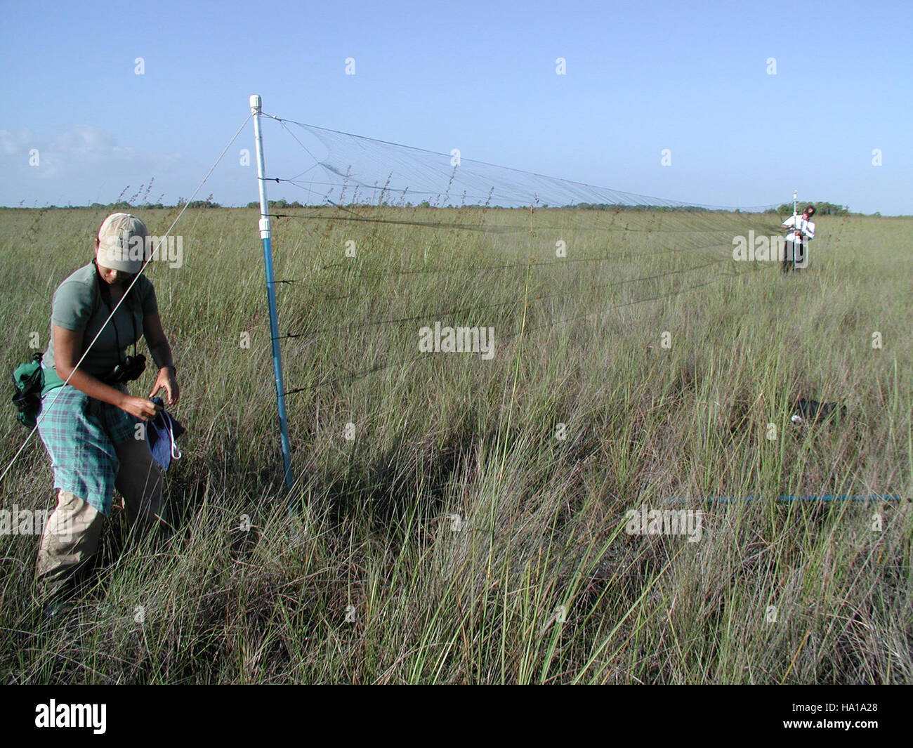 evergladesnps 9247554497 Seaside Sparrow Banding Research (4), NPSPhoto ...