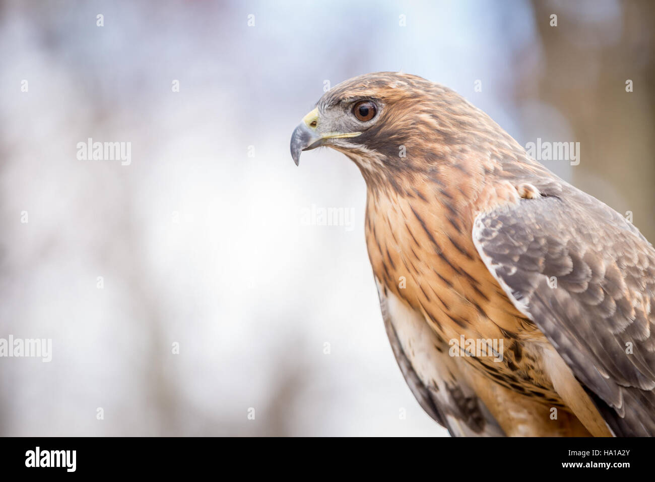 A Red-tailed Hawk is captured in its natural habitat, representing the ...