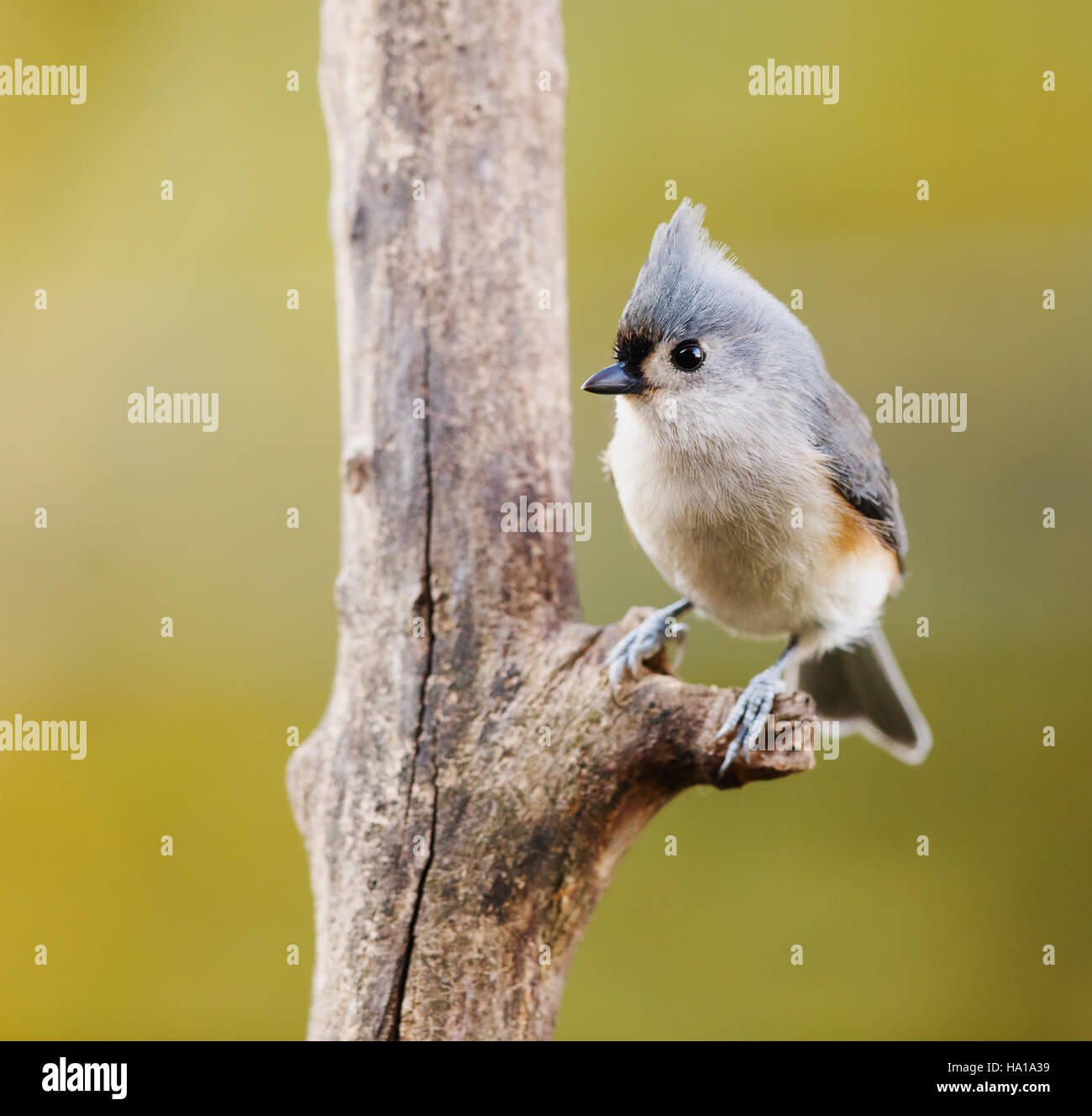 A Tufted Titmouse perched in a natural habitat, representing a common ...