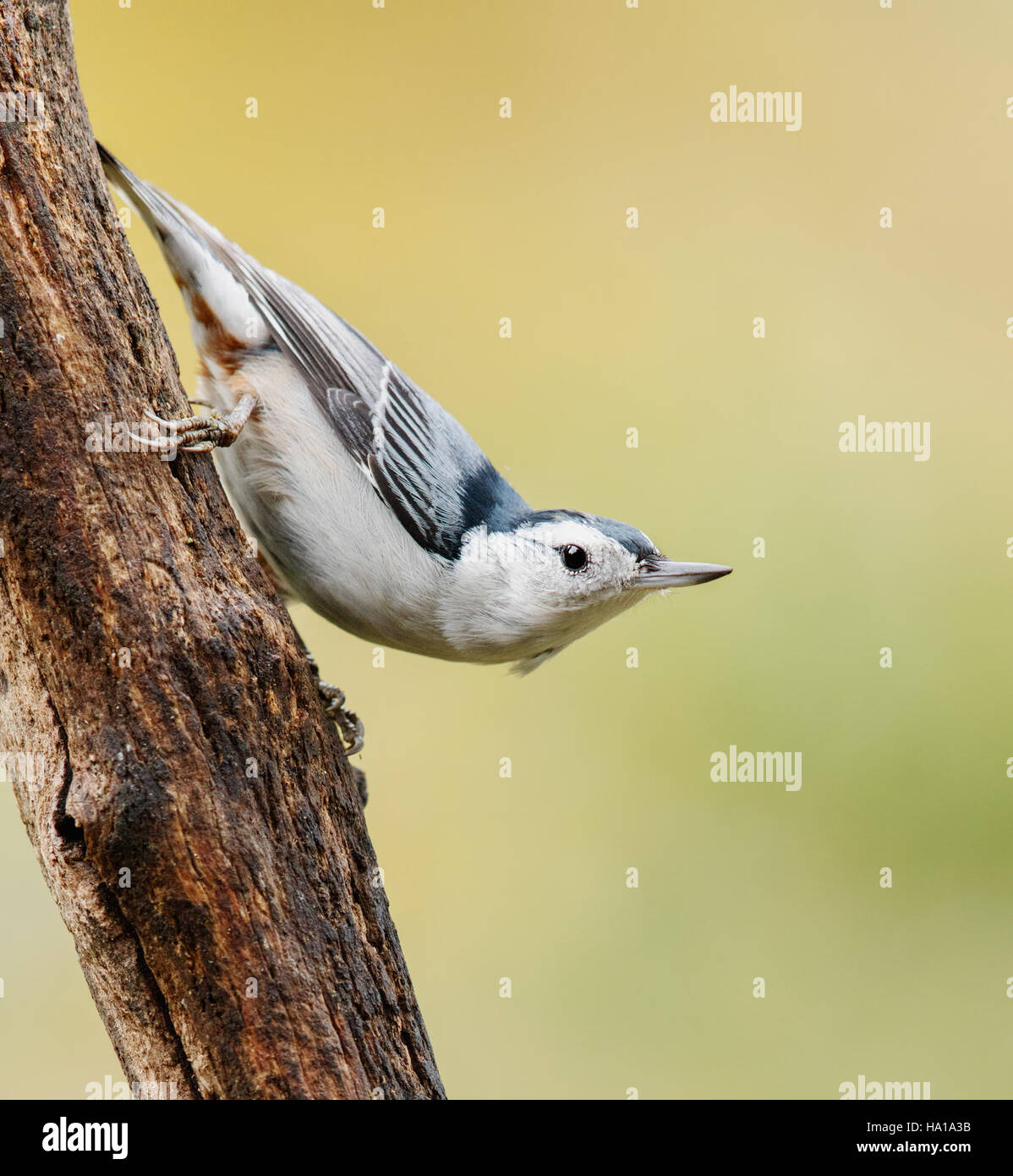 Nuthatch in the forest hi-res stock photography and images - Alamy