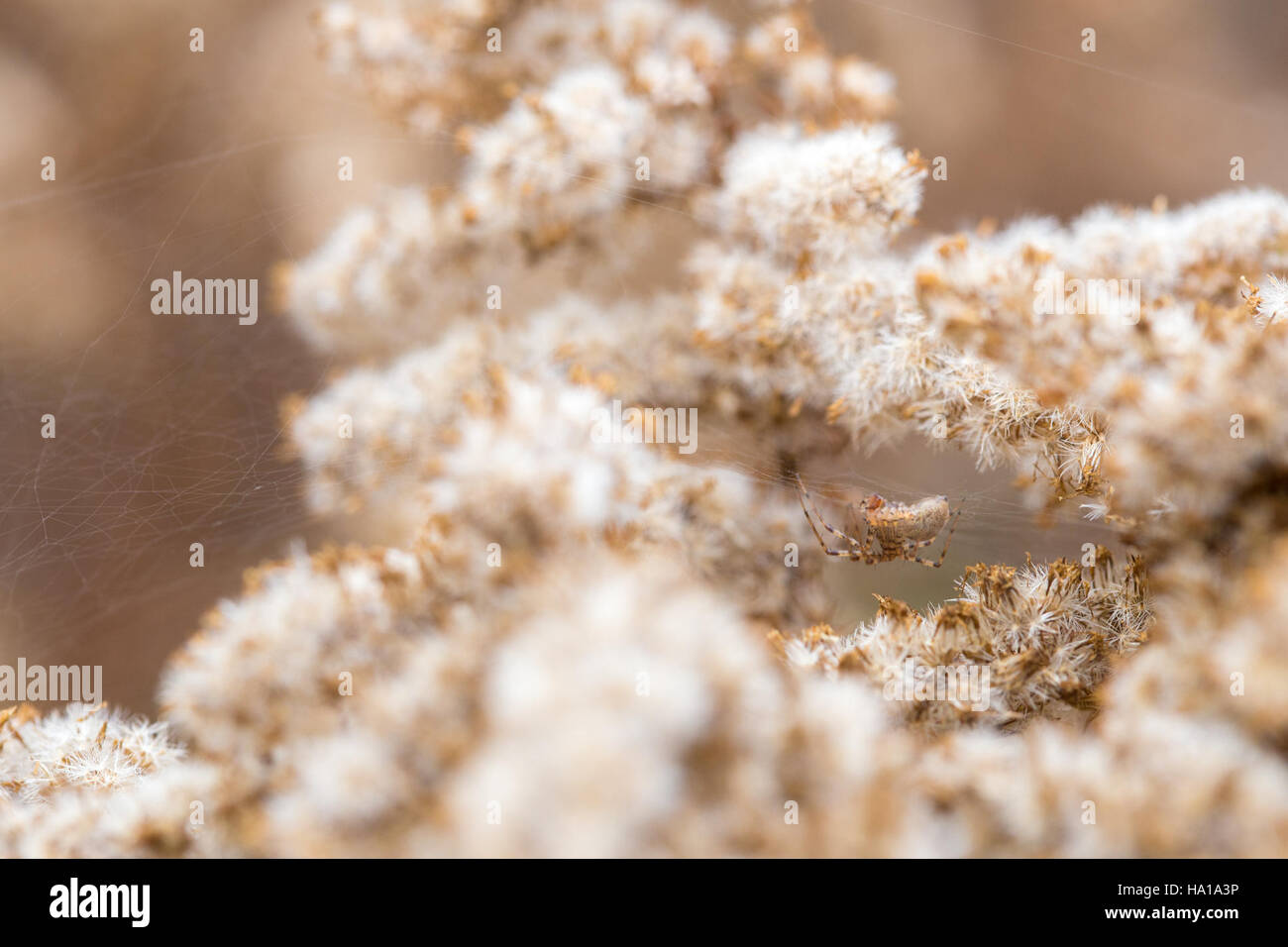 This image portrays the complexity of nature’s interwoven systems ...