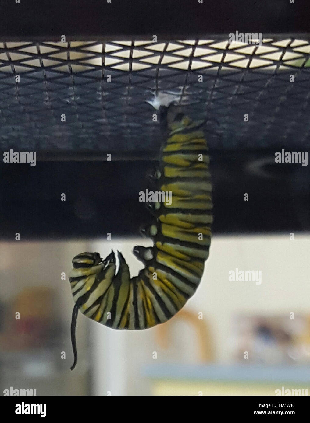 The image depicts an instar in the J stage, the final developmental ...