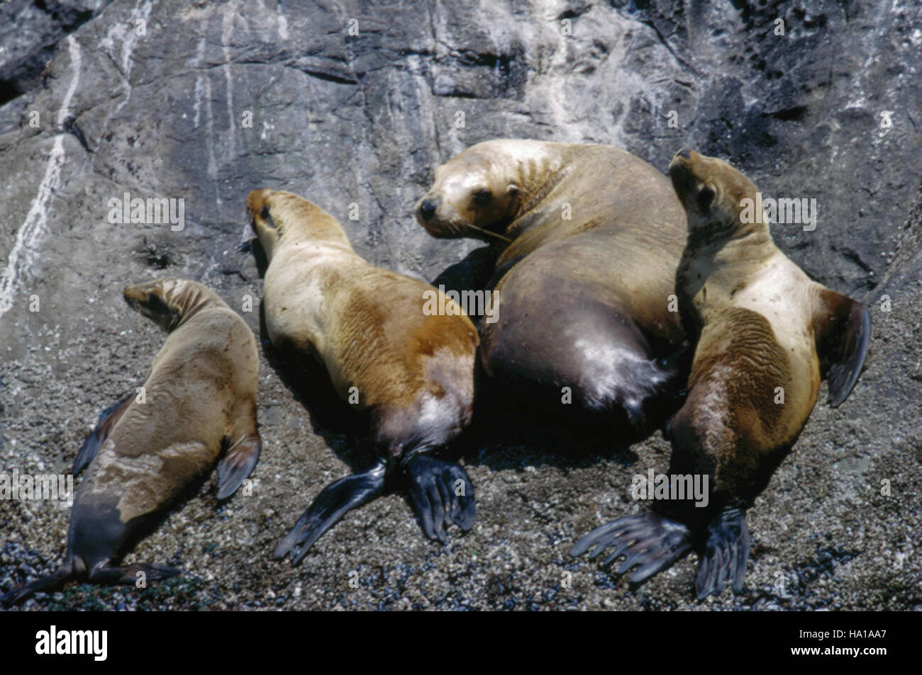 A Steller sea lion, a large marine mammal, captured in Olympic National ...