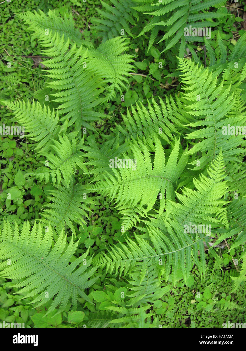 This image features a close-up of ferns in a U.S. national park. Ferns ...