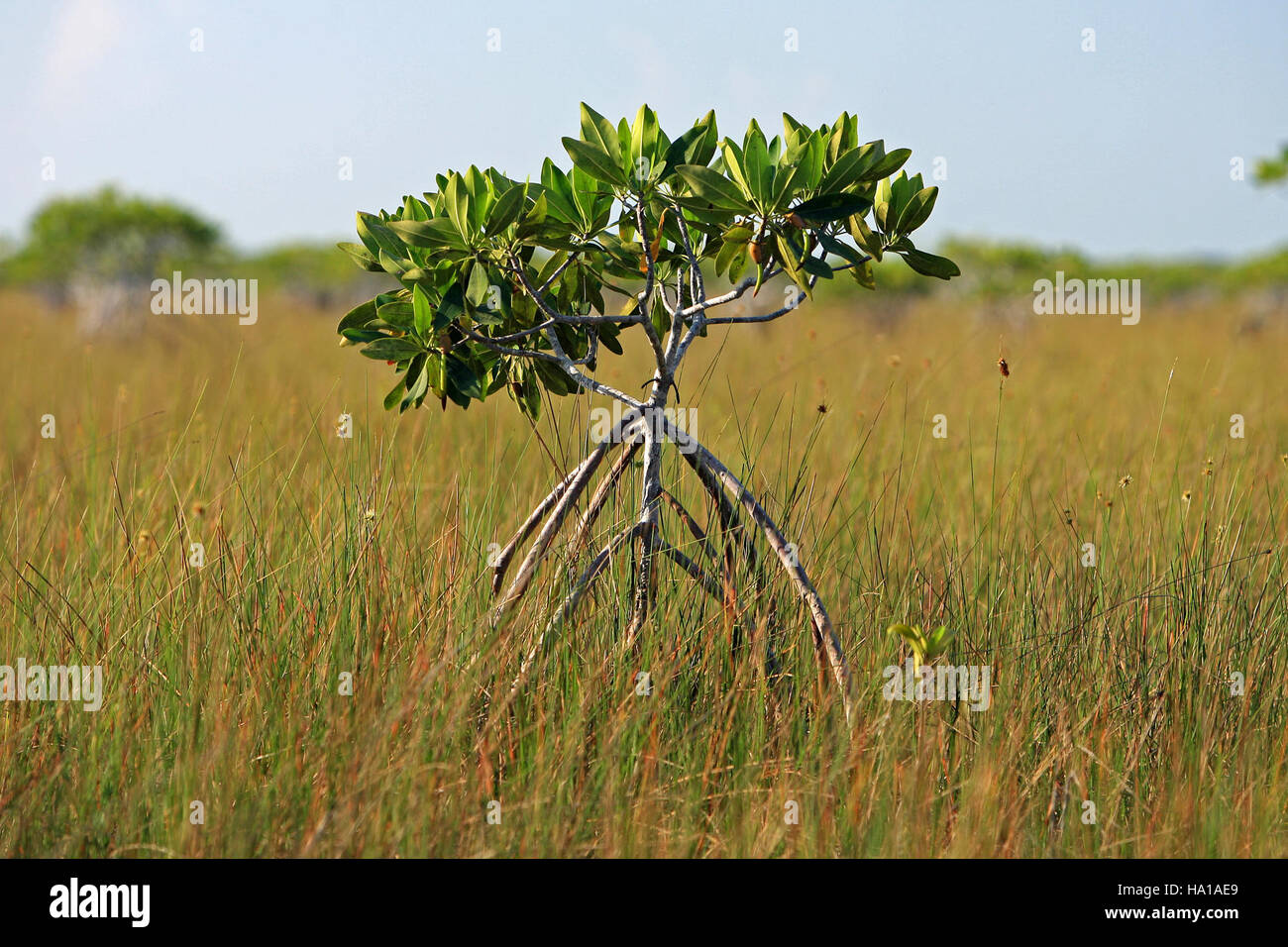 The Everglades National Park faces the challenge of encroaching ...